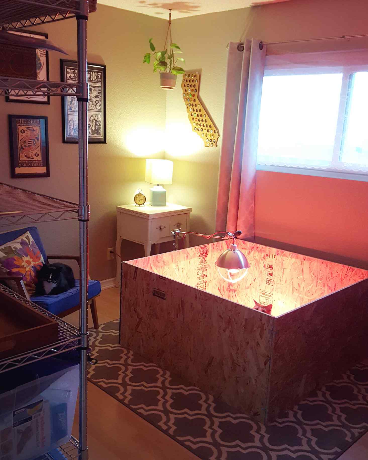 How to Set Up a Chick Brooder: Temperature Chart and Supplies ...