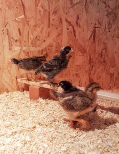 How to Set Up a Chick Brooder: Temperature Chart and Supplies ...