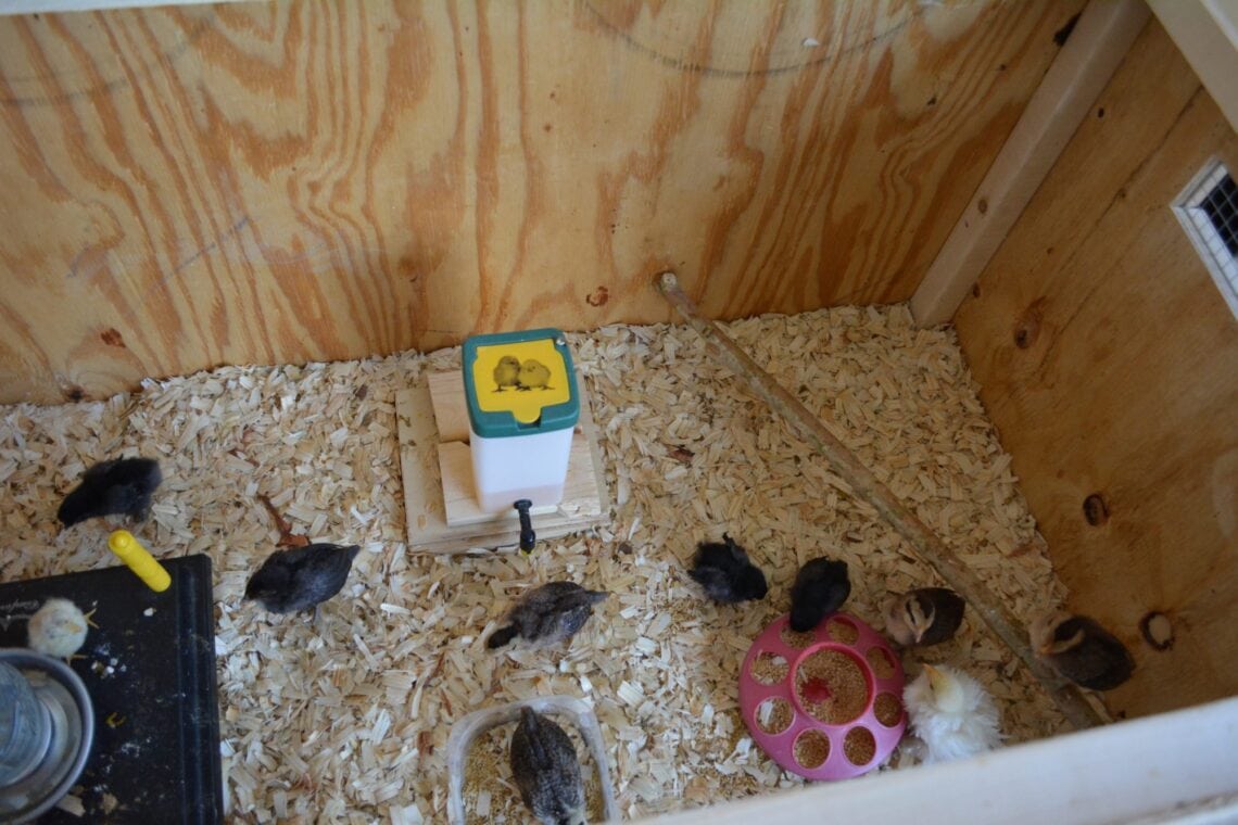 How to Set Up a Chick Brooder: Temperature Chart and Supplies ...