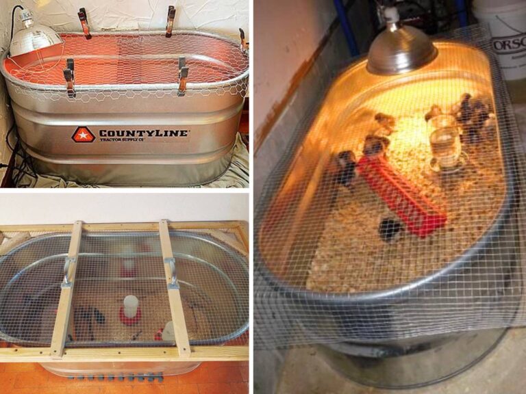 How to Set Up a Chick Brooder: Temperature Chart and Supplies ...