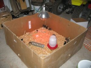 11 Easy DIY Chick Brooder Box Ideas with Photos ~ Homestead and Chill