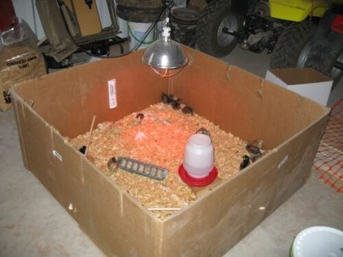 11 Easy DIY Chick Brooder Box Ideas with Photos ~ Homestead and Chill