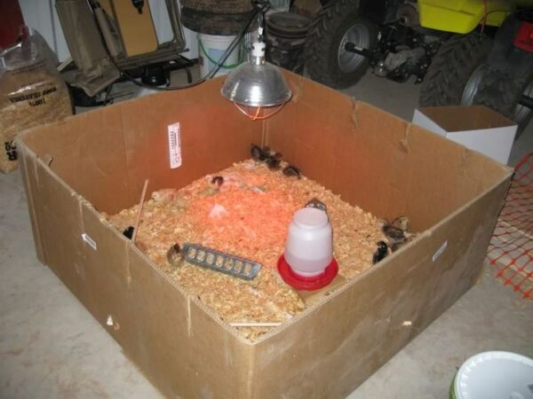 11 Easy DIY Chick Brooder Box Ideas with Photos ~ Homestead and Chill