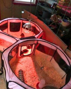 11 Easy DIY Chick Brooder Box Ideas with Photos ~ Homestead and Chill