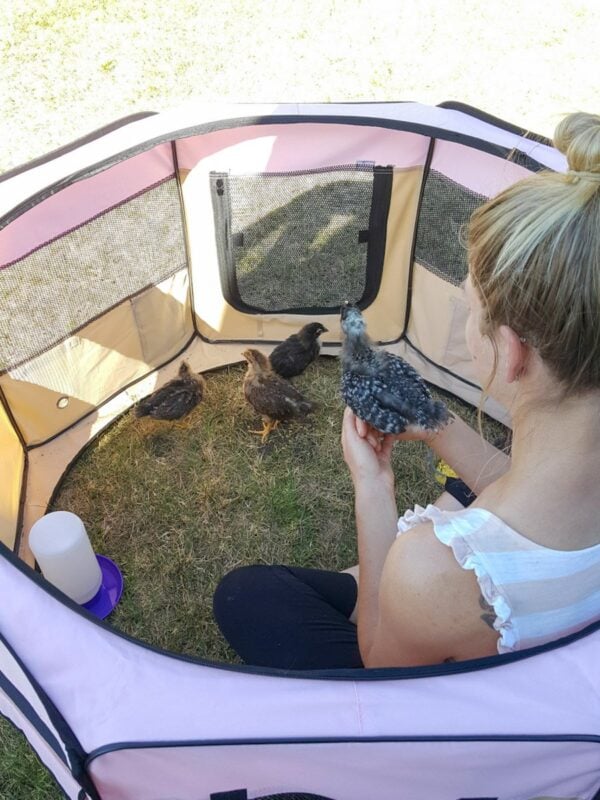 11 Easy DIY Chick Brooder Box Ideas with Photos ~ Homestead and Chill