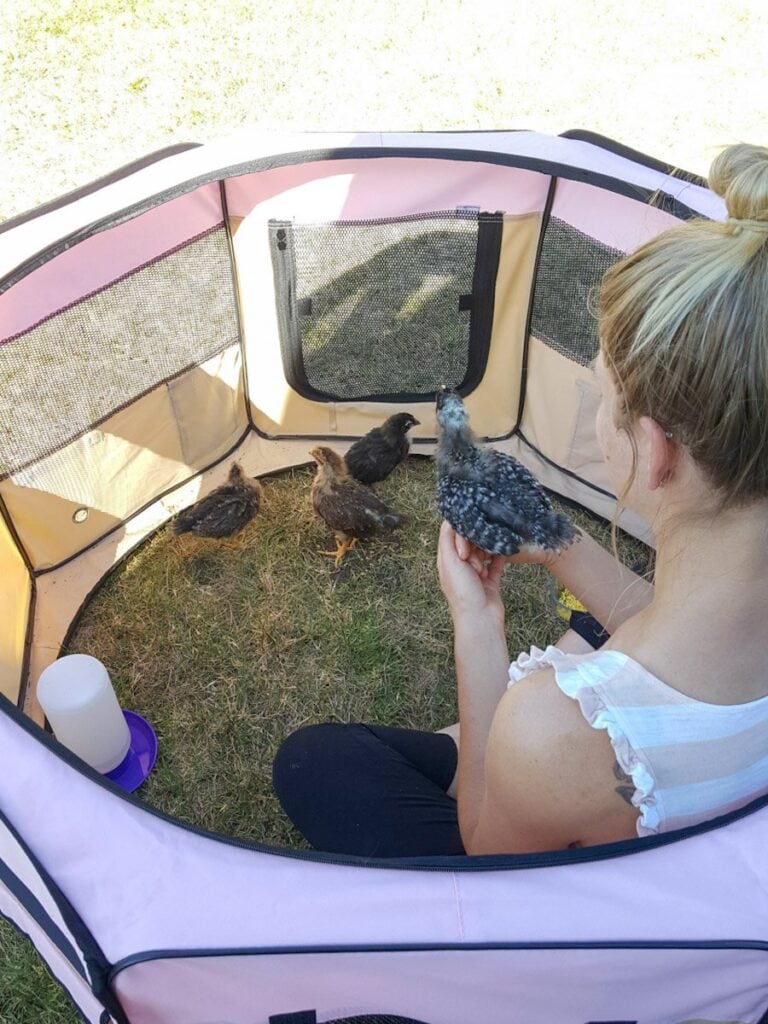 11 Easy DIY Chick Brooder Box Ideas with Photos ~ Homestead and Chill