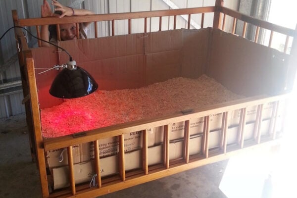 11 Easy DIY Chick Brooder Box Ideas with Photos ~ Homestead and Chill