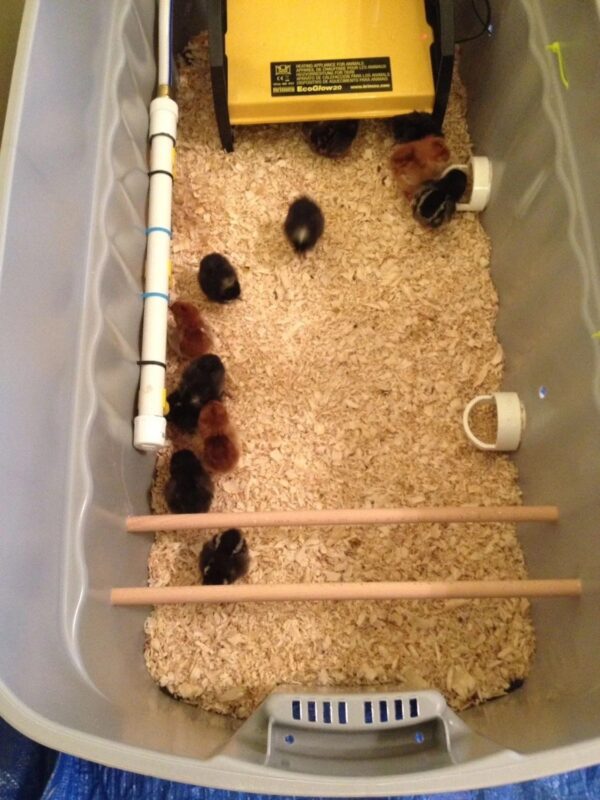 11 Easy DIY Chick Brooder Box Ideas with Photos ~ Homestead and Chill