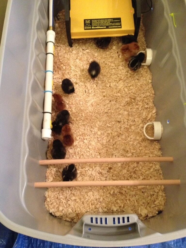 11 Easy DIY Chick Brooder Box Ideas with Photos ~ Homestead and Chill