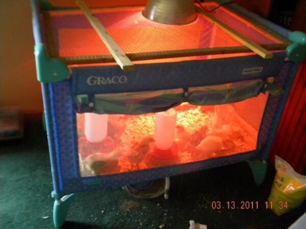 11 Easy DIY Chick Brooder Box Ideas with Photos ~ Homestead and Chill