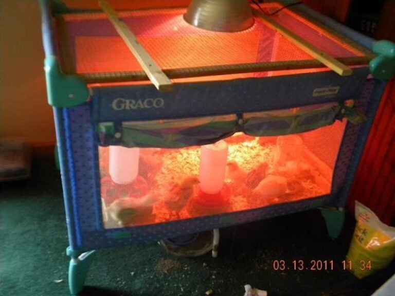 11 Easy DIY Chick Brooder Box Ideas with Photos ~ Homestead and Chill