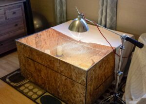 11 Easy DIY Chick Brooder Box Ideas with Photos ~ Homestead and Chill