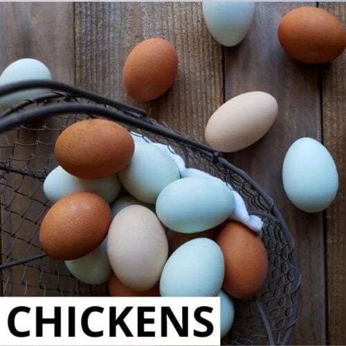 Home ~ Homestead and Chill