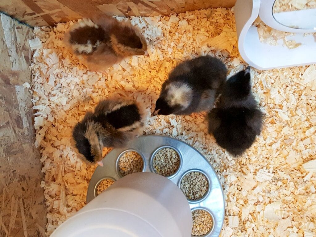 Raising Baby Chicks 101: The Best Beginner's Guide ~ Homestead and Chill