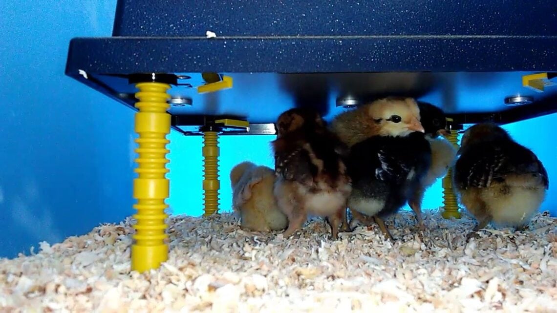 Raising Baby Chicks 101: The Best Beginner's Guide ~ Homestead and Chill