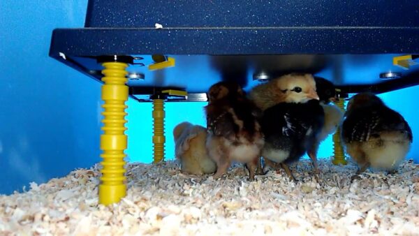 Raising Baby Chicks 101: The Best Beginner's Guide ~ Homestead and Chill
