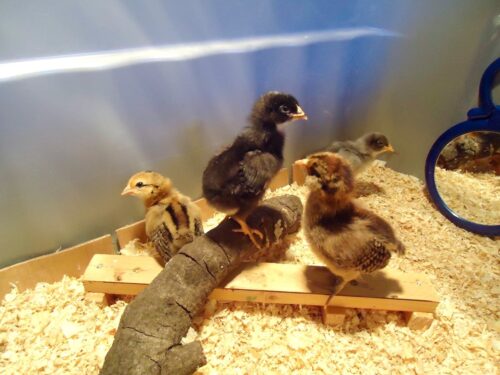 Raising Baby Chicks 101: The Best Beginner's Guide ~ Homestead and Chill