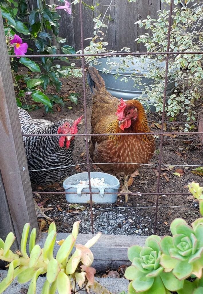 Raising Baby Chicks 101: The Best Beginner's Guide ~ Homestead and Chill