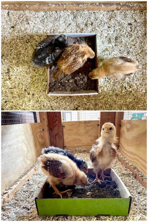 Raising Baby Chicks 101: The Best Beginner's Guide ~ Homestead and Chill