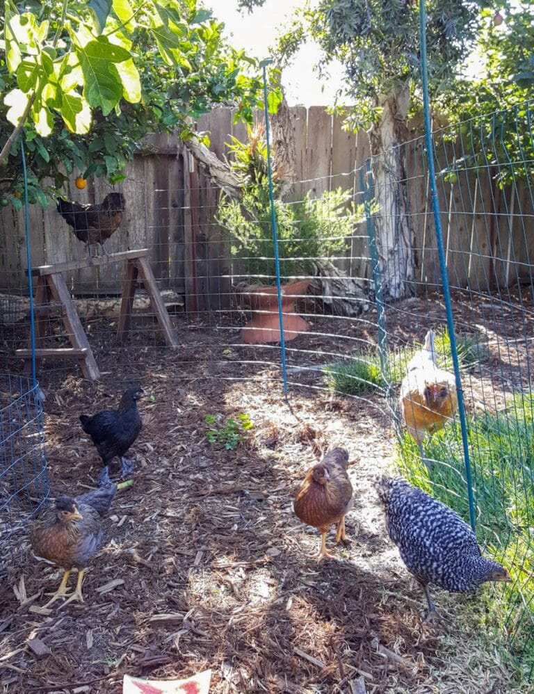 Raising Baby Chicks 101: The Best Beginner's Guide ~ Homestead and Chill