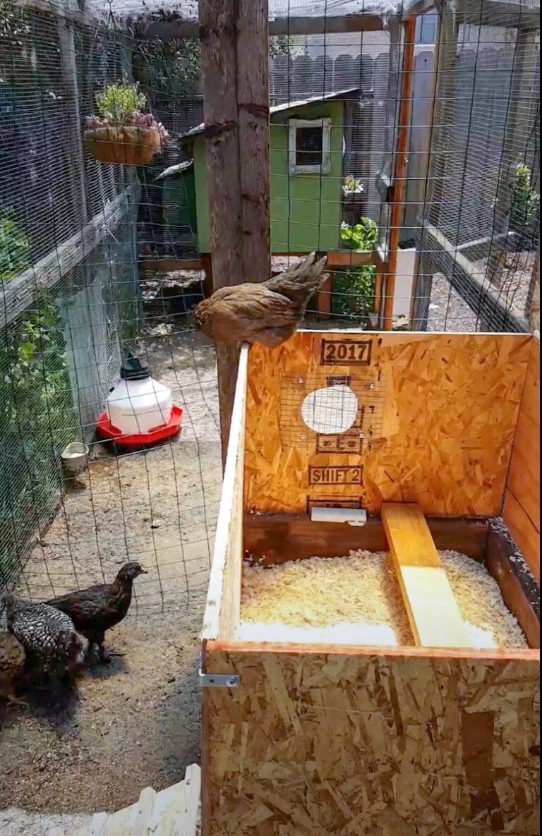 Raising Baby Chicks 101: The Best Beginner's Guide ~ Homestead and Chill