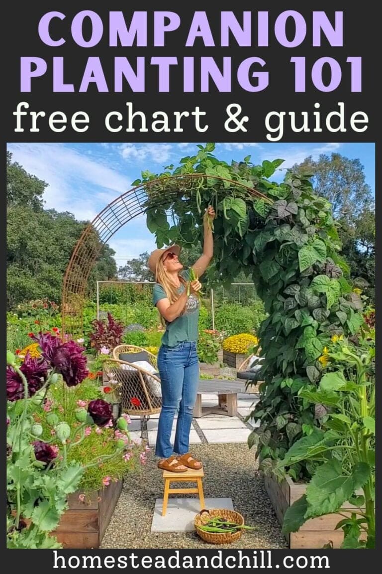 Garden Companion Planting Chart, Plans, and Benefits ~ Homestead and Chill