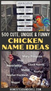 500+ Best Chicken Names: Funny, Cute, Unique, Puns and More ~ Homestead ...