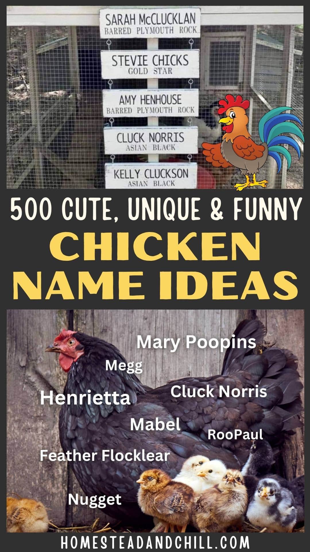 500+ Best Chicken Names: Funny, Cute, Unique, Puns and More ~ Homestead ...