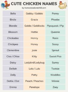 500+ Best Chicken Names: Funny, Cute, Unique, Puns and More ~ Homestead ...