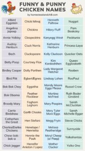 500+ Best Chicken Names: Funny, Cute, Unique, Puns and More ~ Homestead ...