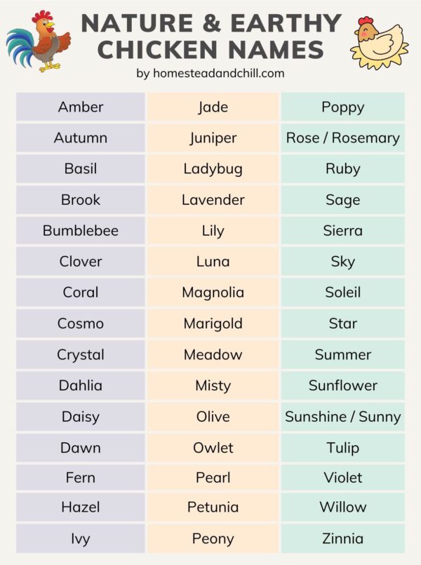 500+ Best Chicken Names: Funny, Cute, Unique, Puns and More ~ Homestead ...