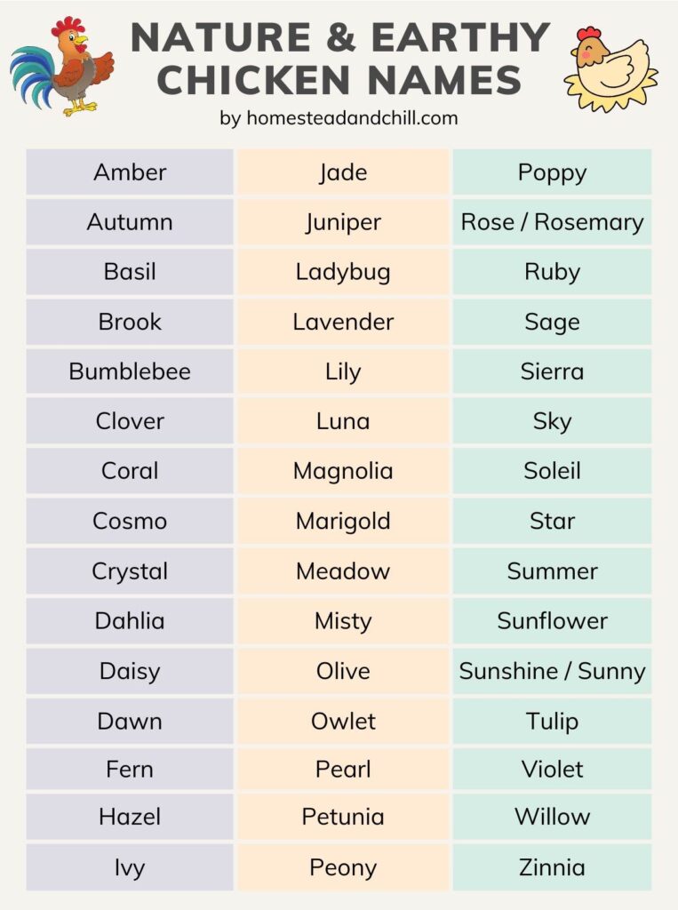 500+ Best Chicken Names: Funny, Cute, Unique, Puns and More ~ Homestead ...