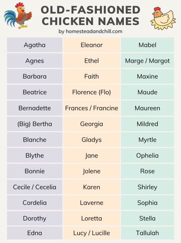 500+ Best Chicken Names: Funny, Cute, Unique, Puns and More ~ Homestead ...