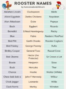 500+ Best Chicken Names: Funny, Cute, Unique, Puns and More ~ Homestead ...