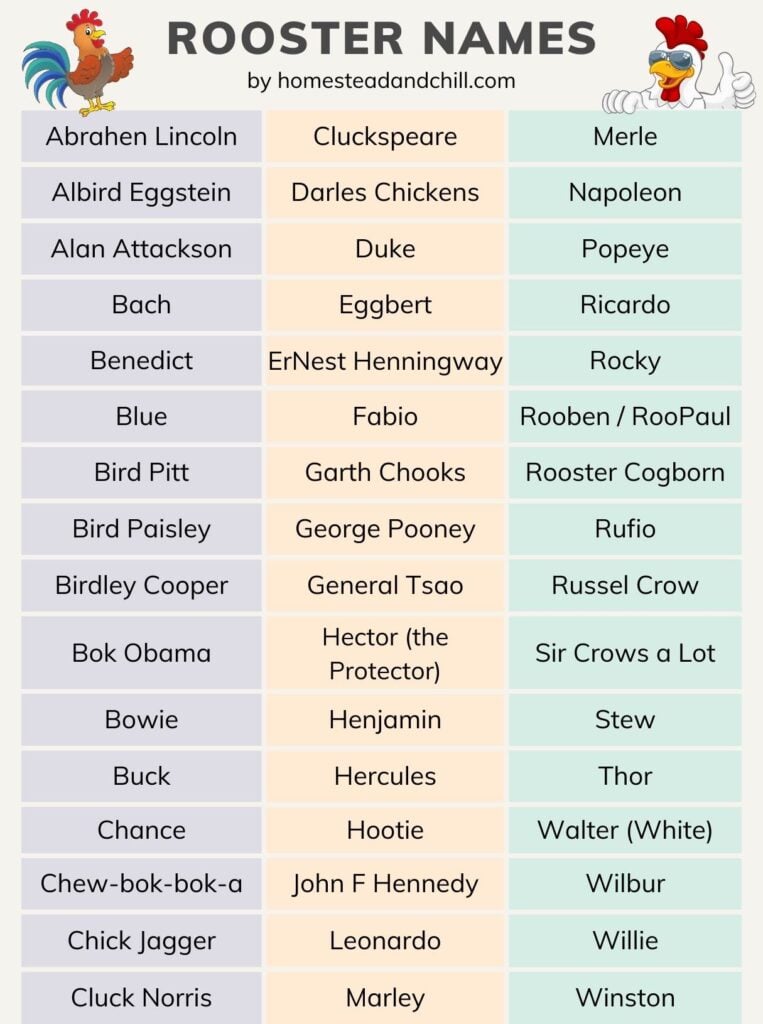 500+ Best Chicken Names: Funny, Cute, Unique, Puns and More ~ Homestead ...