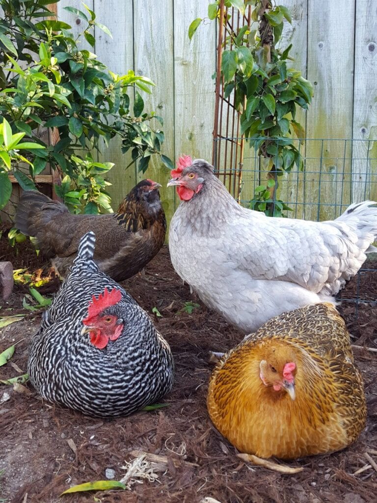 500+ Best Chicken Names: Funny, Cute, Unique, Puns and More ~ Homestead ...