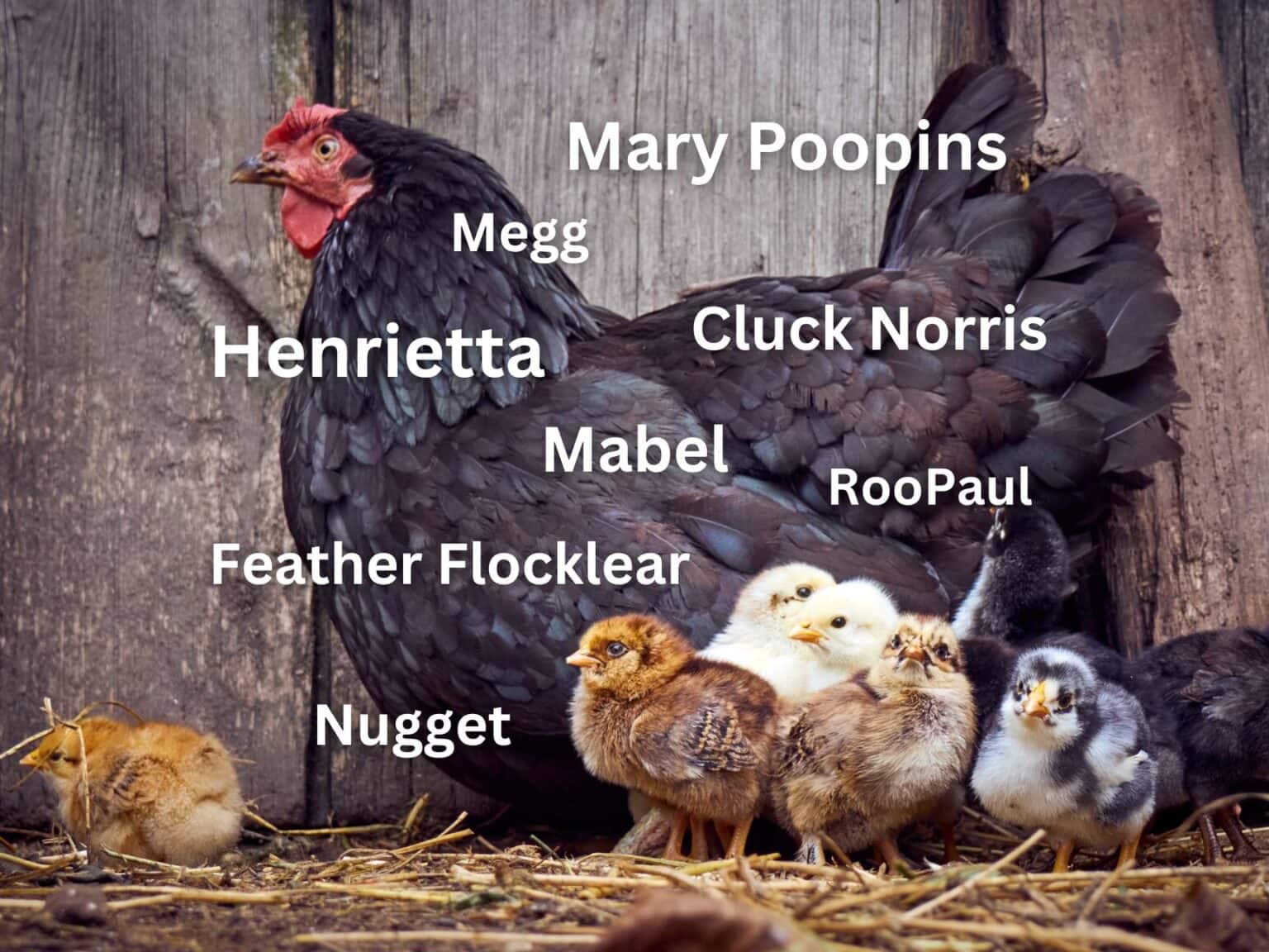 500+ Best Chicken Names: Funny, Cute, Unique, Puns and More ~ Homestead ...