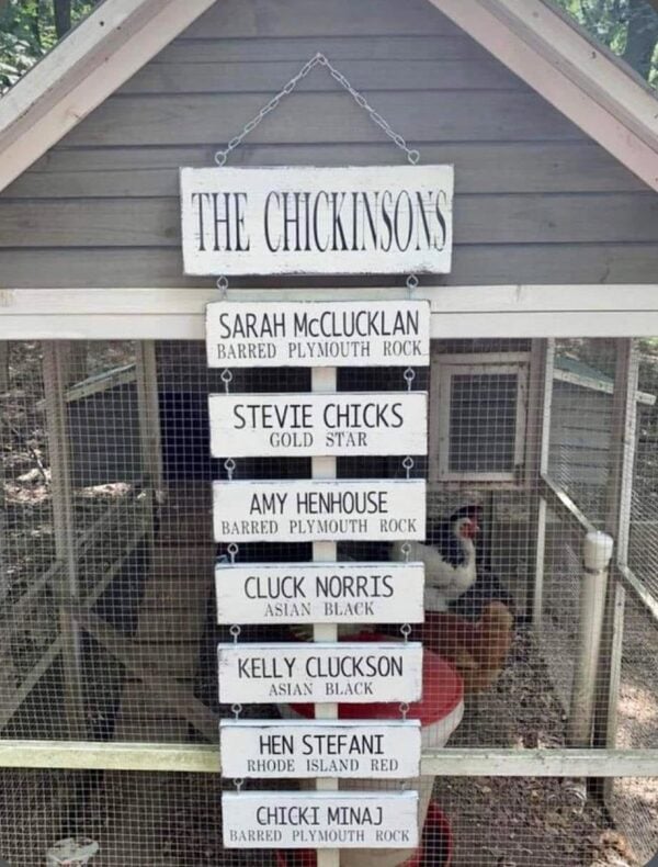 500+ Best Chicken Names: Funny, Cute, Unique, Puns and More ~ Homestead ...