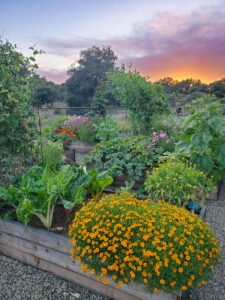 Garden Companion Planting Chart, Plans, and Benefits ~ Homestead and Chill