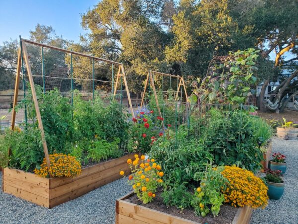 Garden Companion Planting Chart, Plans, and Benefits ~ Homestead and Chill