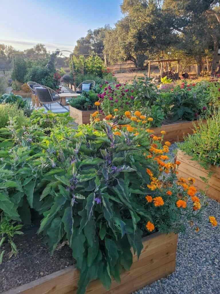 Garden Companion Planting Chart, Plans, and Benefits ~ Homestead and Chill