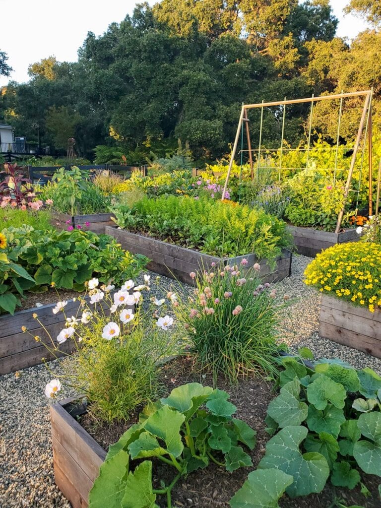 Garden Companion Planting Chart, Plans, and Benefits ~ Homestead and Chill