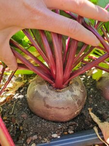 How to Grow Beets: Complete Guide with Photos ~ Homestead and Chill
