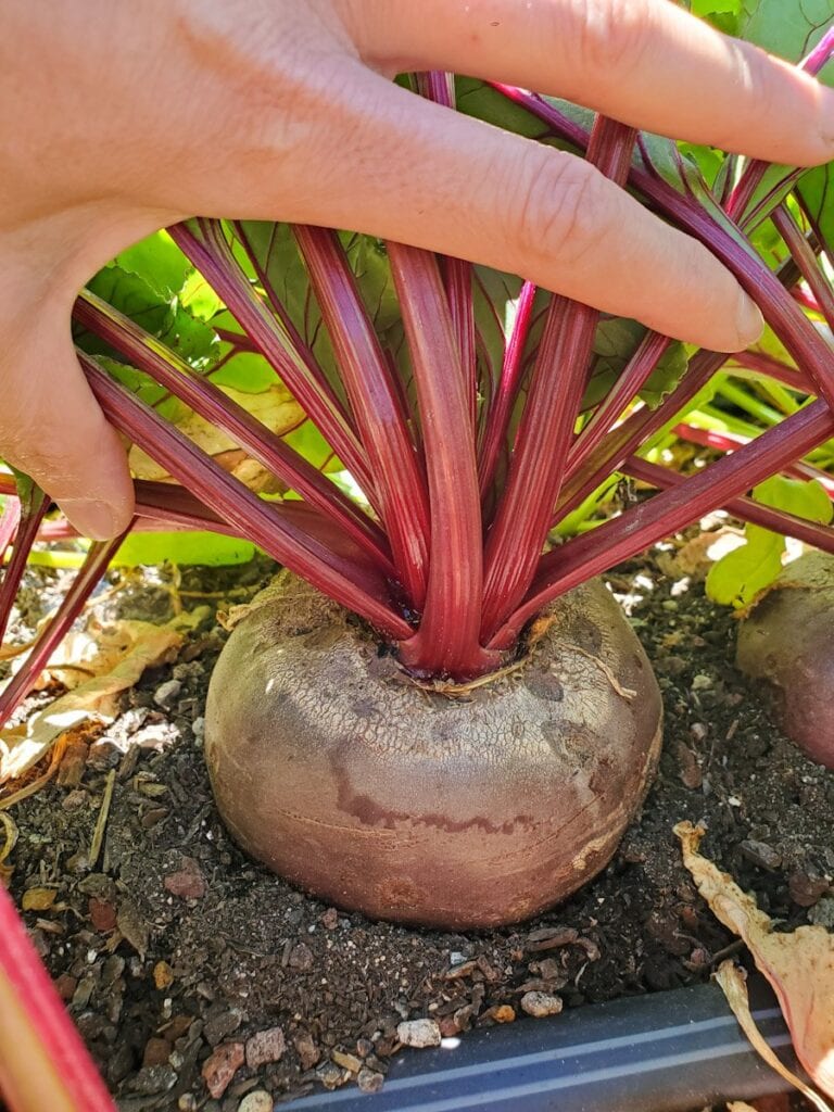 How to Grow Beets: Complete Guide with Photos ~ Homestead and Chill
