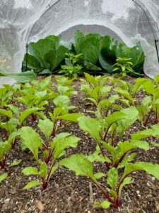 How to Grow Beets: Complete Guide with Photos ~ Homestead and Chill