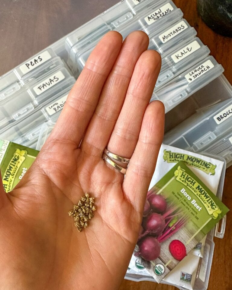 How to Grow Beets: Complete Guide with Photos ~ Homestead and Chill