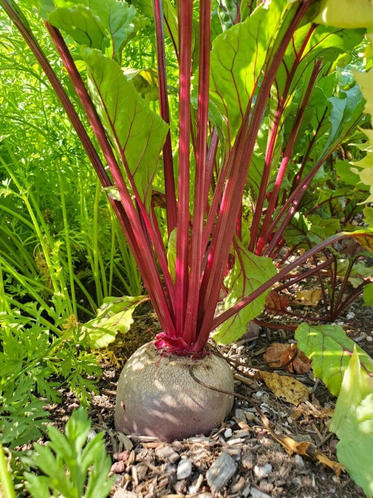 How to Grow Beets: Complete Guide with Photos ~ Homestead and Chill