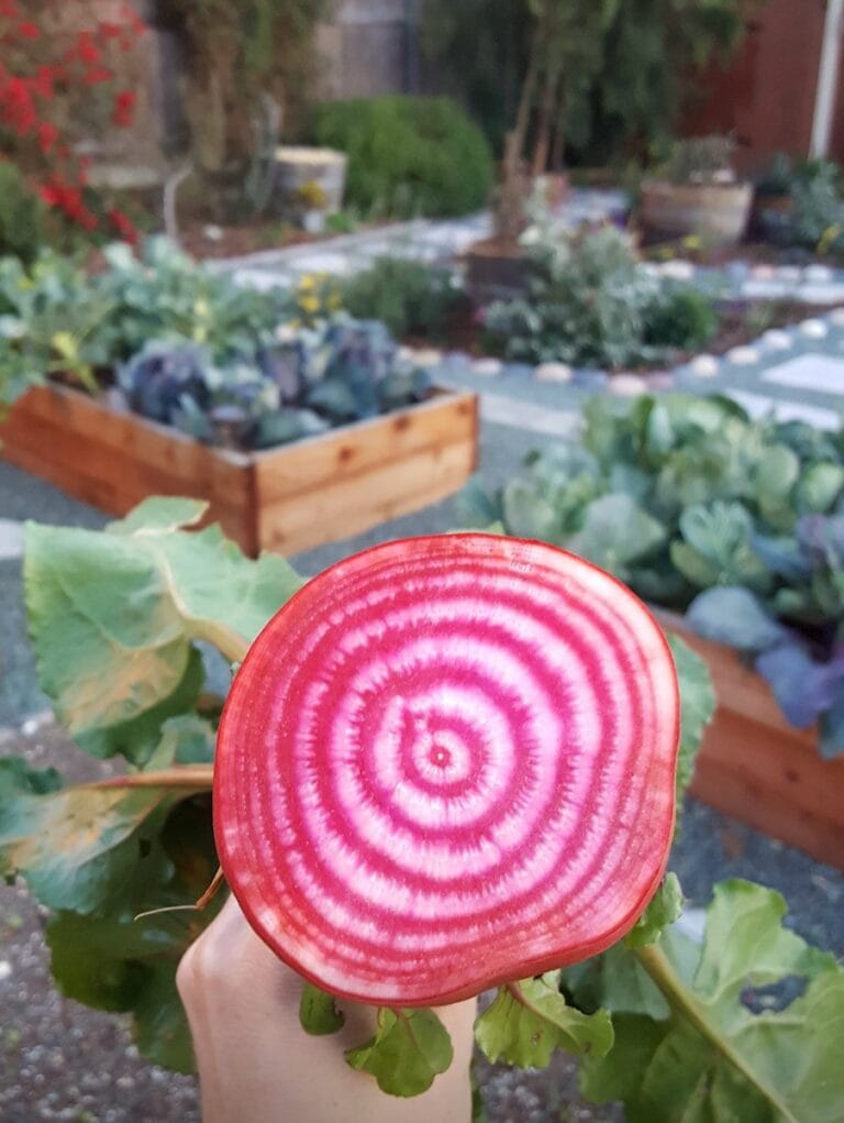 How to Grow Beets: Complete Guide with Photos ~ Homestead and Chill