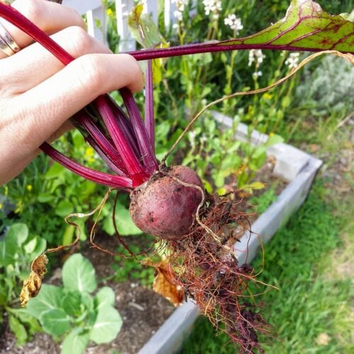 How to Grow Beets: Complete Guide with Photos ~ Homestead and Chill