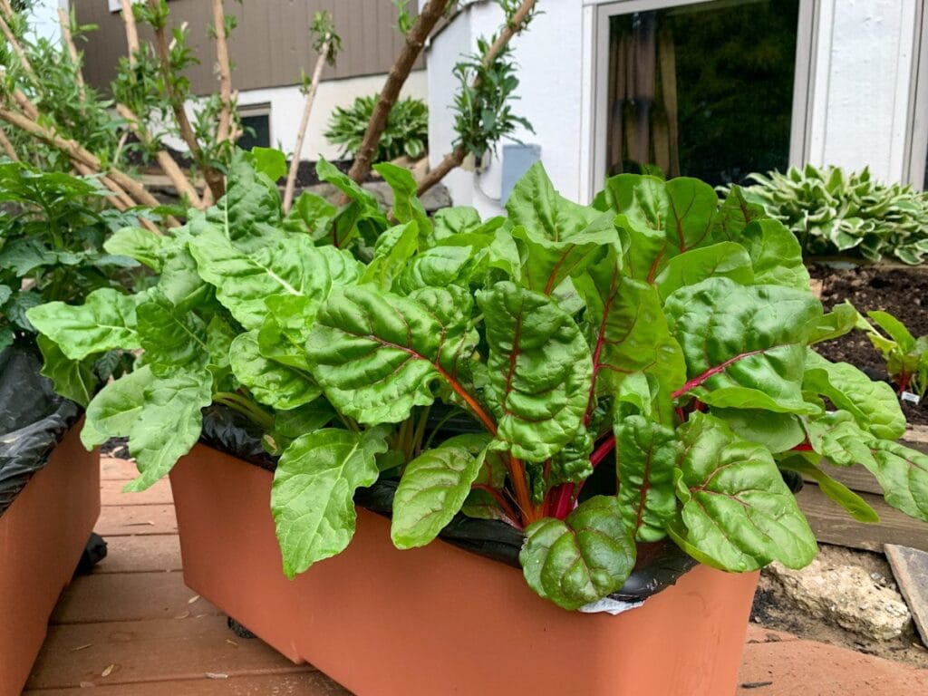 How to Grow Beets: Complete Guide with Photos ~ Homestead and Chill